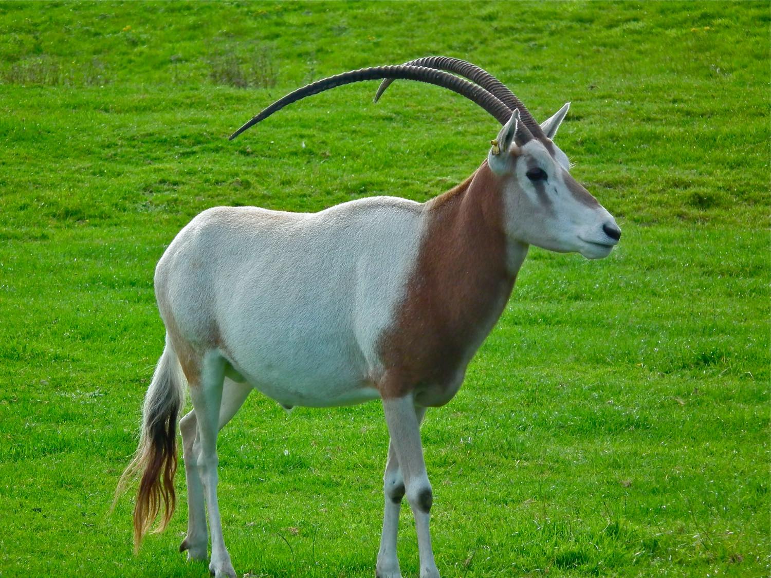 Solve Scimitar-horned Oryx jigsaw puzzle online with 108 pieces