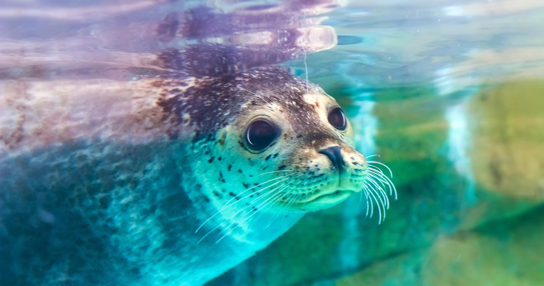 Solve Seal!! jigsaw puzzle online with 98 pieces