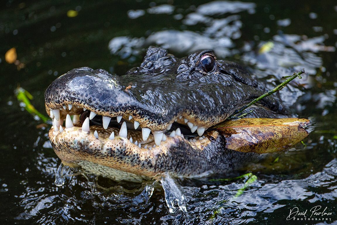 Solve Alligator jigsaw puzzle online with 117 pieces