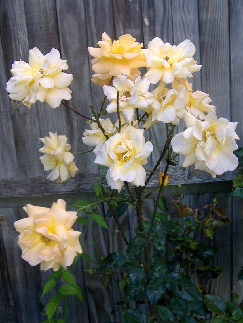 Solve Seasonal - Nature - Garden - Rose - Whiskey Mac 2 jigsaw puzzle ...