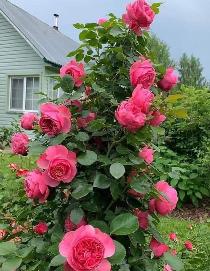 Solve Růže jigsaw puzzle online with 48 pieces