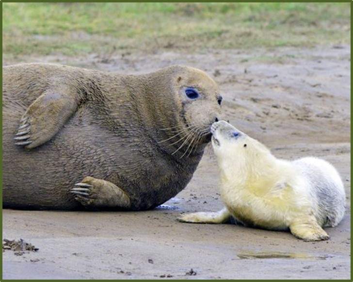 Solve Sweet Sea Lion Boop! jigsaw puzzle online with 30 pieces