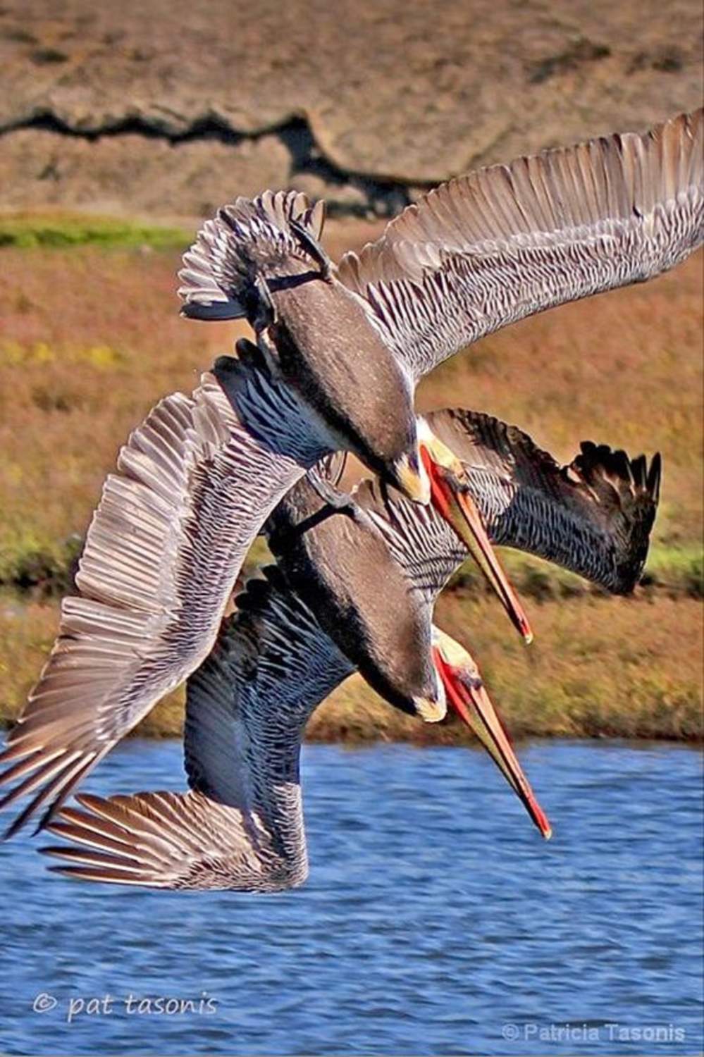 Solve Brown Pelicans Diving jigsaw puzzle online with 260 pieces