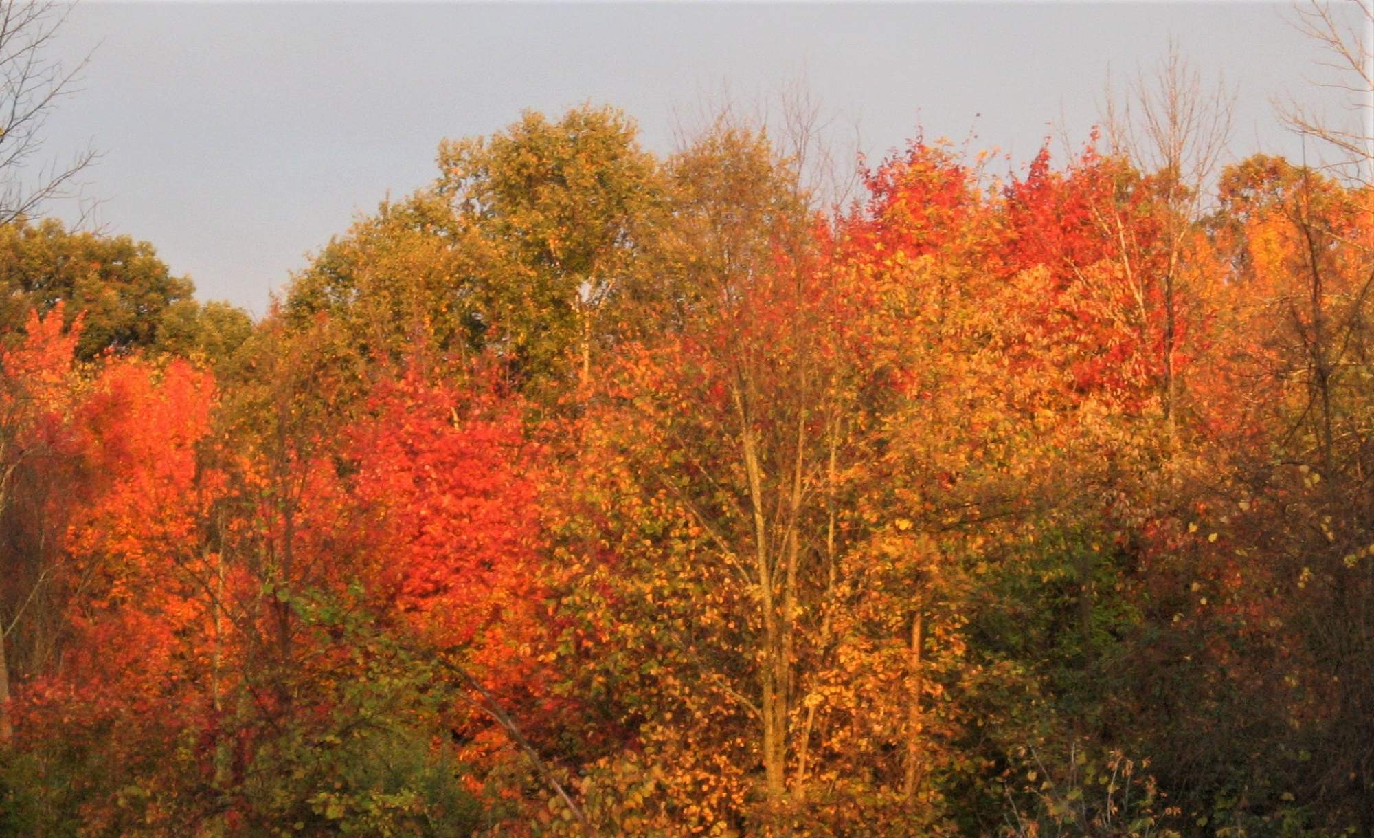Solve Autumn Splendor (very large) jigsaw puzzle online with 240 pieces
