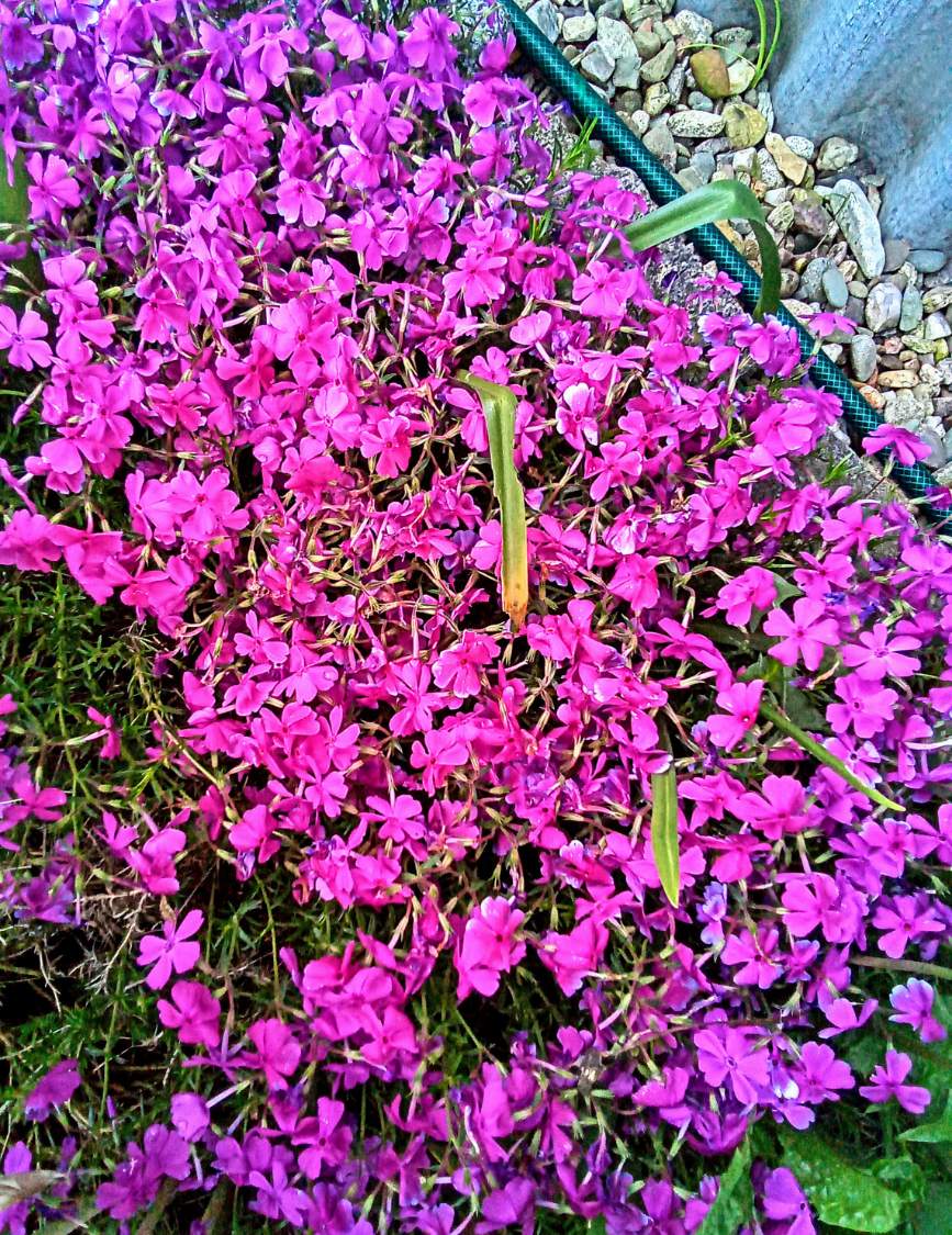 Solve Flox vydatně zalitý nočním deštěm jigsaw puzzle online with 48 pieces