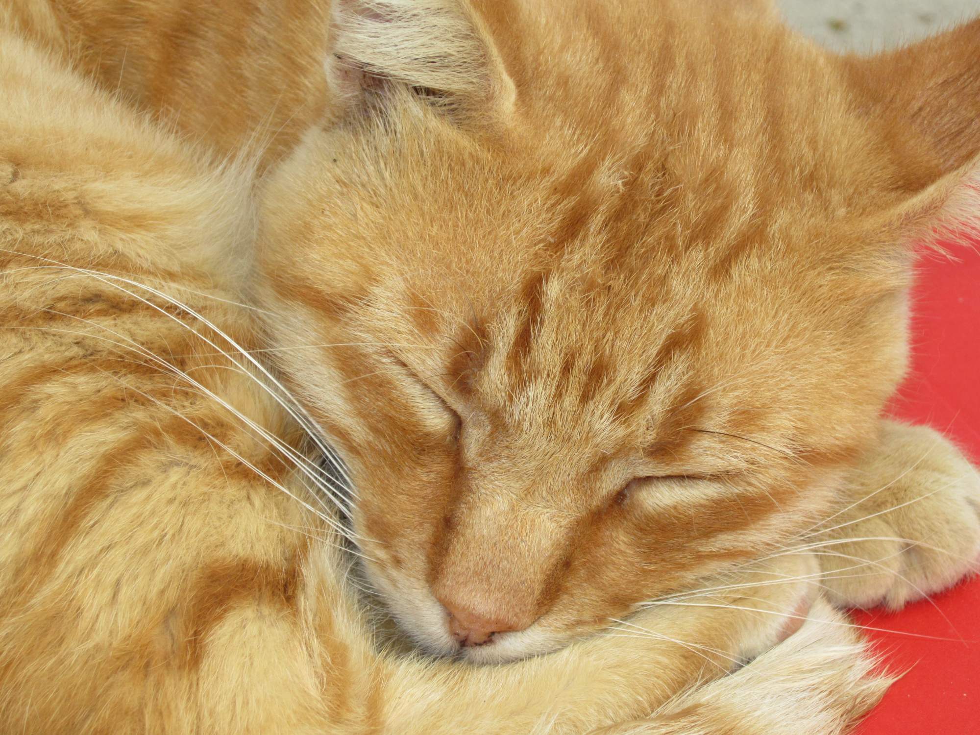 Solve Cat jigsaw puzzle online with 204 pieces