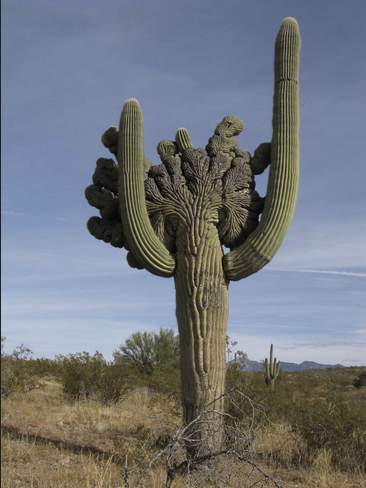 Solve Hands up partner (multi armed seguaro cactus) jigsaw puzzle ...