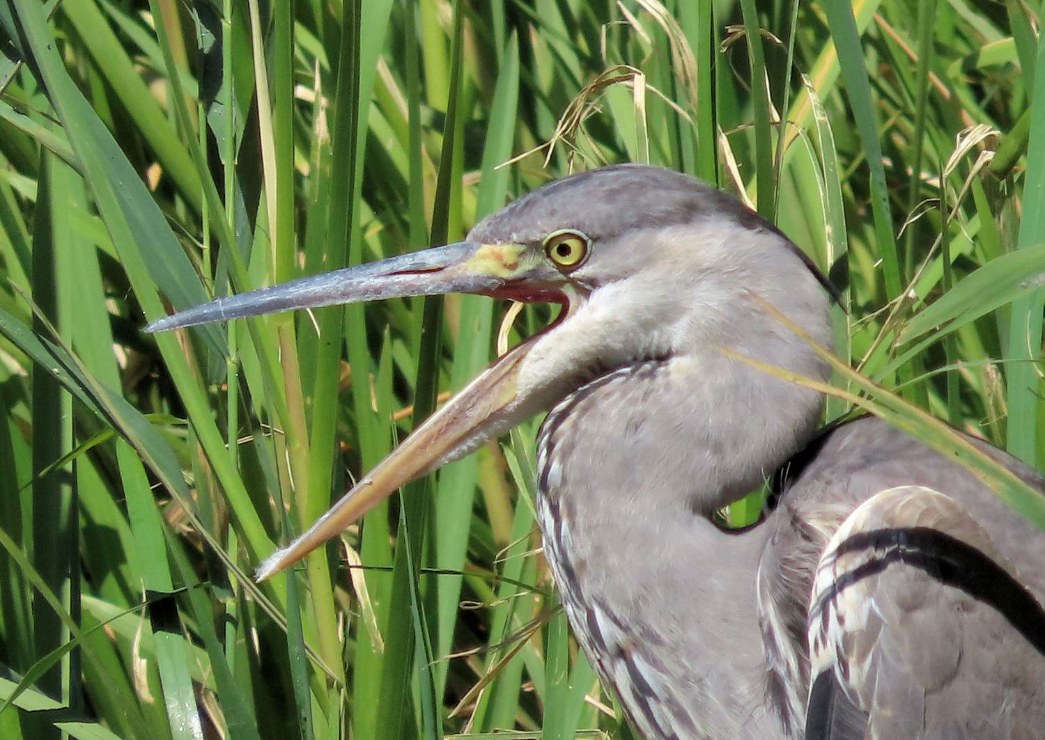 Solve yawning young heron (jonge reiger) jigsaw puzzle online with 54 ...