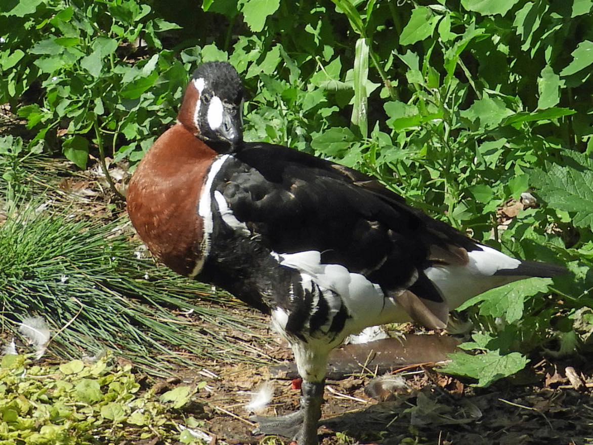 Solve Red-breasted goose jigsaw puzzle online with 20 pieces