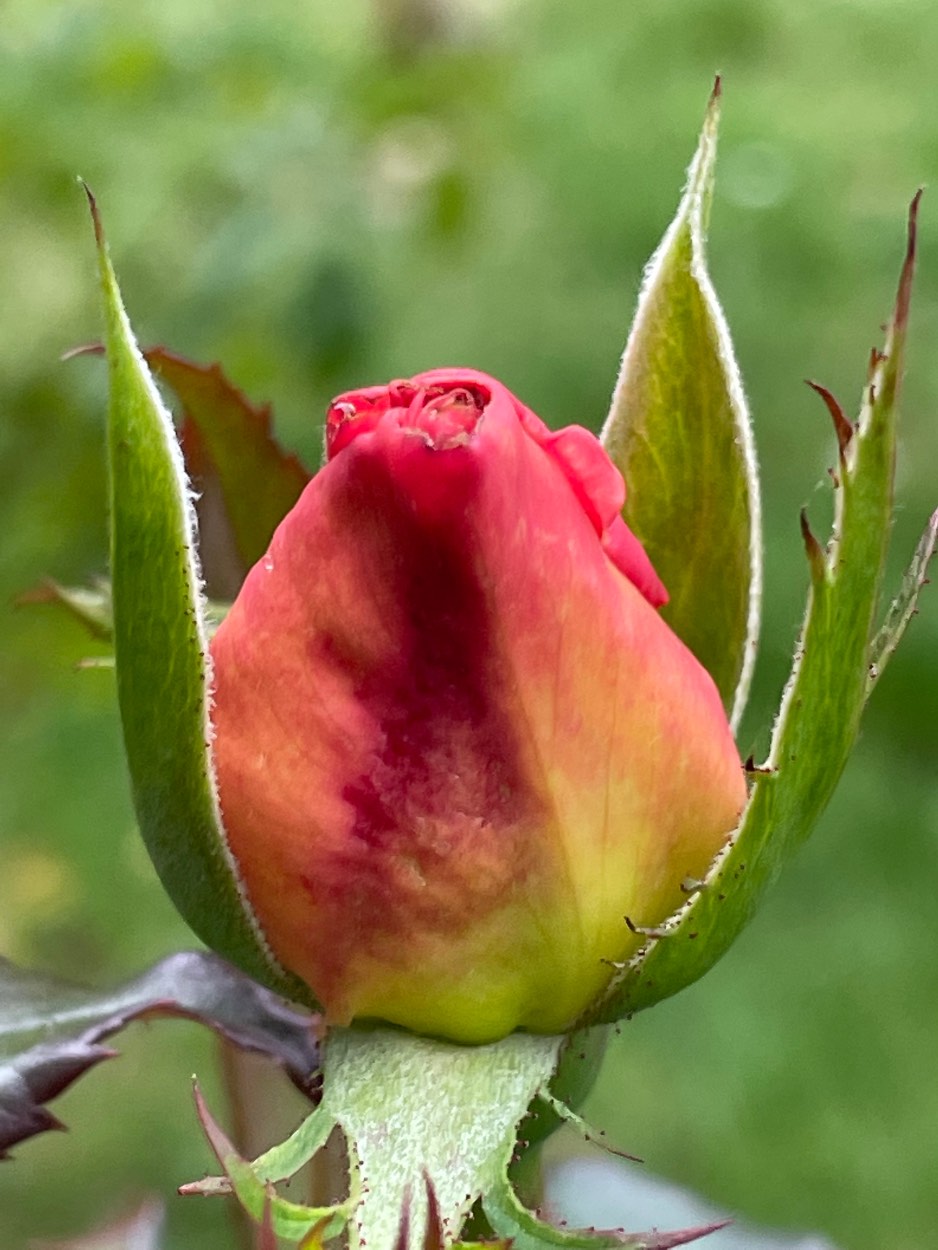 Solve Roses jigsaw puzzle online with 70 pieces