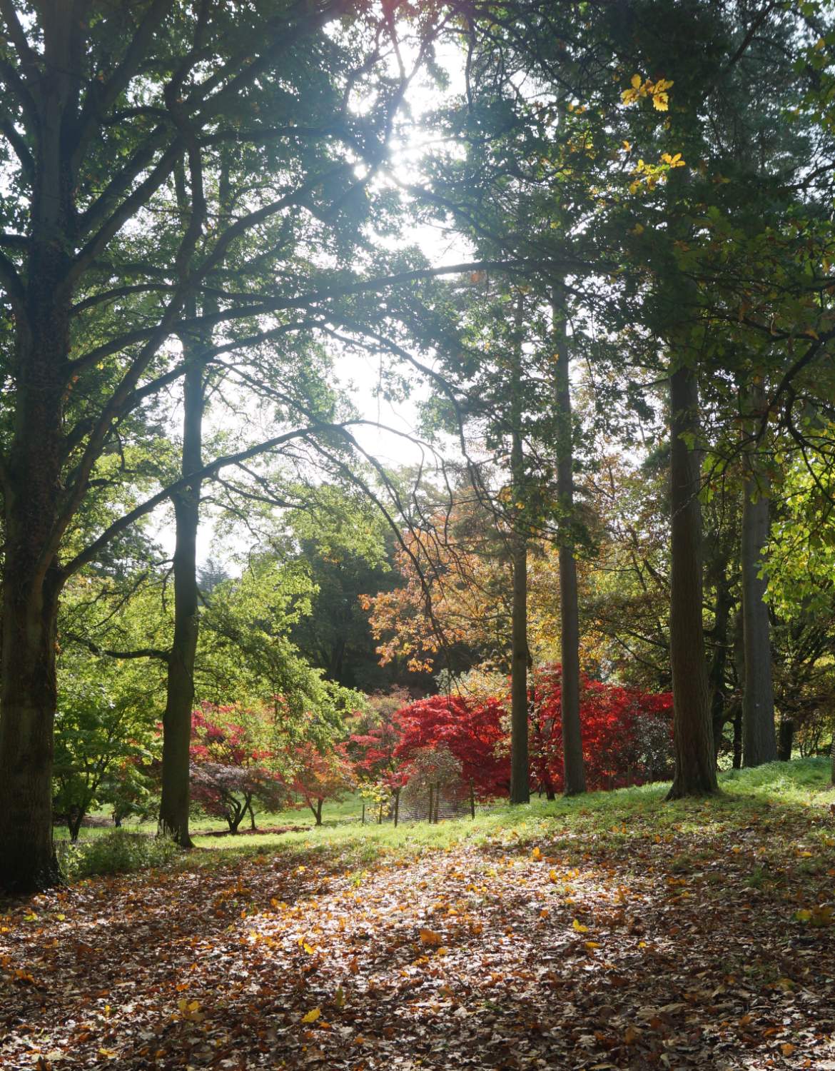 Solve Autumn at Batsford Arboretum jigsaw puzzle online with 154 pieces