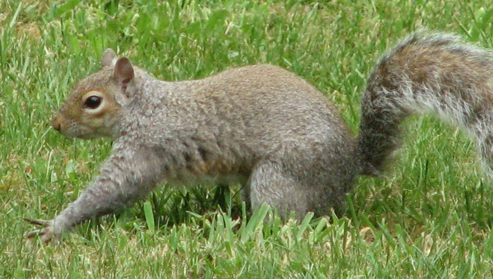 Solve Mister Squirrel jigsaw puzzle online with 91 pieces