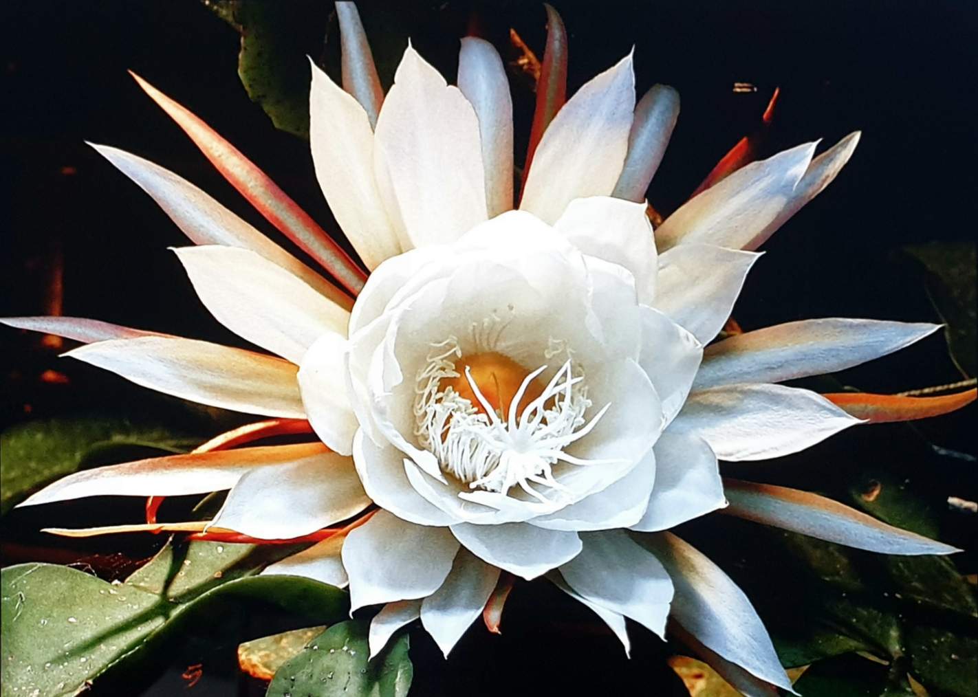 Solve KADUPUL FLOWER jigsaw puzzle online with 35 pieces