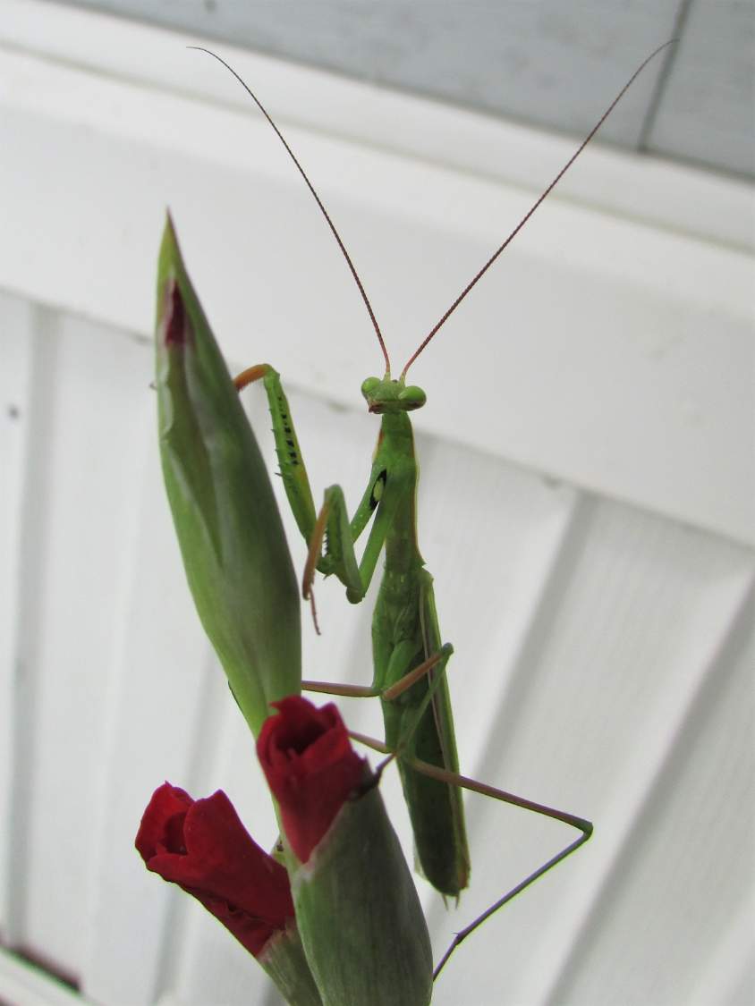 Solve Praying Mantis Jigsaw Puzzle Online With 63 Pieces