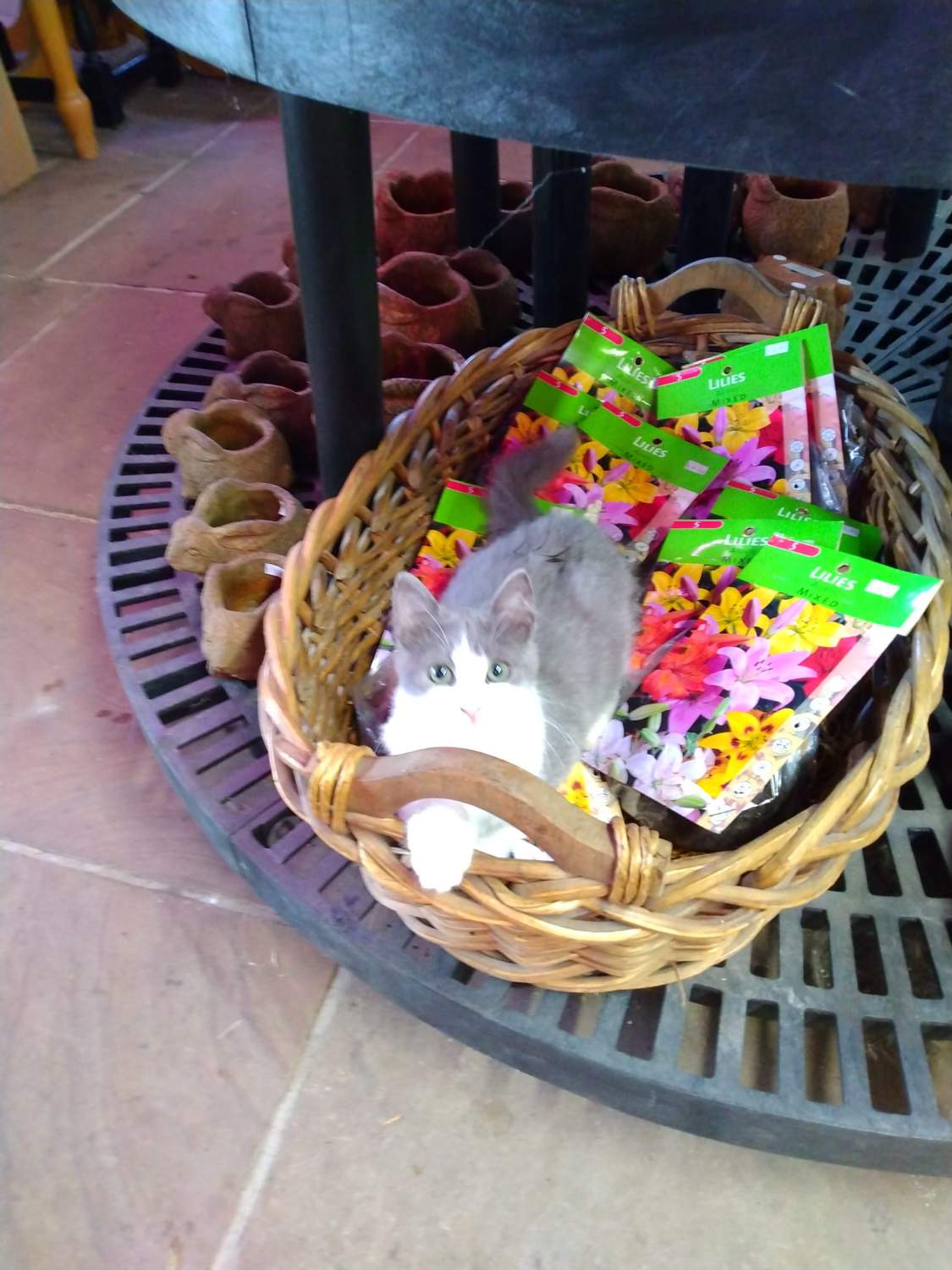 Solve A cute Little Kitten In A Basket At Ott's jigsaw puzzle online ...