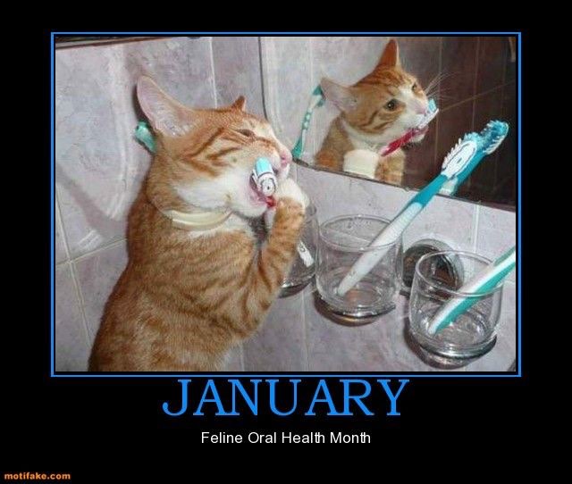 Solve Cat of the month ~ January jigsaw puzzle online with 9 pieces