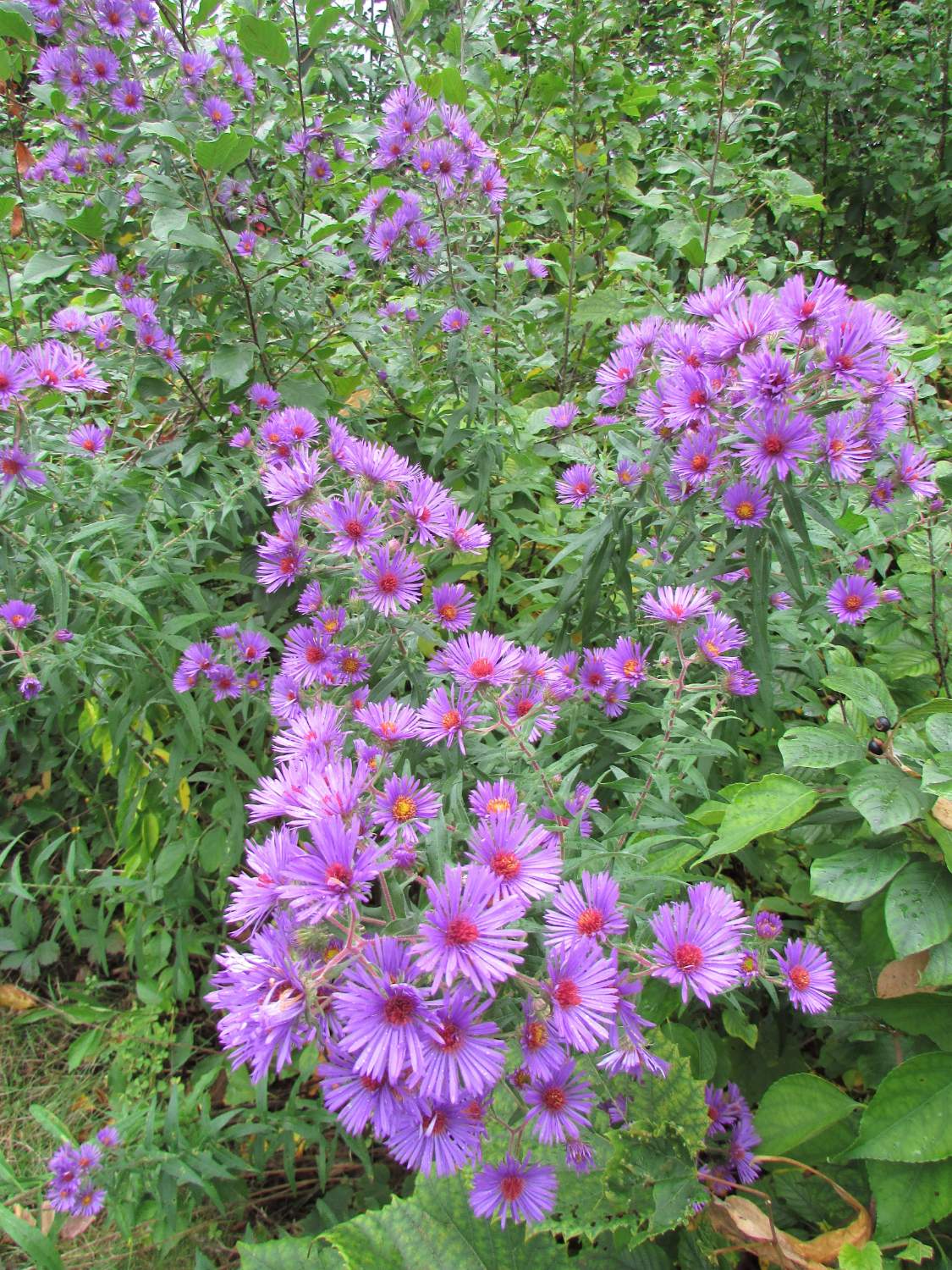 Solve English Asters (small) jigsaw puzzle online with 108 pieces