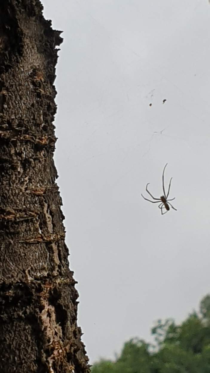 Solve spider jigsaw puzzle online with 60 pieces