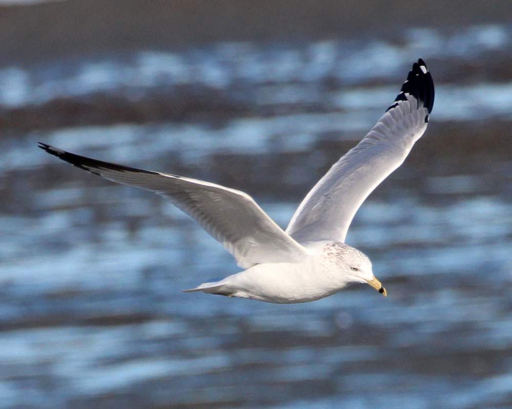 Solve Ring-billed Gull, Robb Field, Ocean Beach (San Diego), California ...