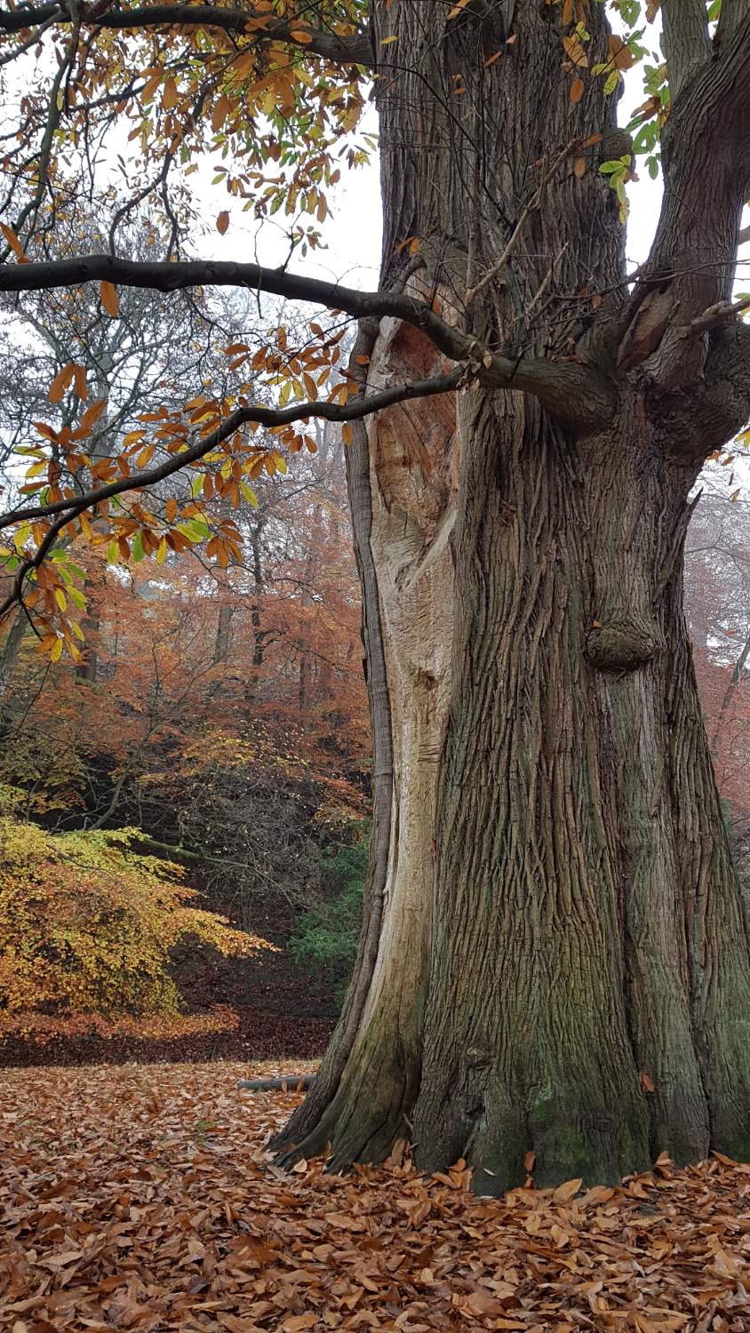 Solve A wise Elder jigsaw puzzle online with 91 pieces