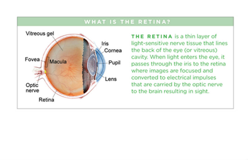 Solve what is the retina? jigsaw puzzle online with 12 pieces
