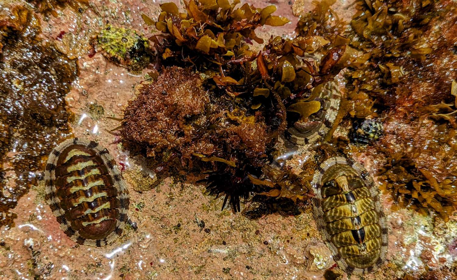 Solve Amazing Tide Pools jigsaw puzzle online with 54 pieces