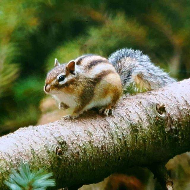 Solve Chipmunk jigsaw puzzle online with 36 pieces