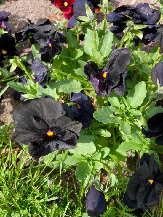 Solve Black Pansies jigsaw puzzle online with 12 pieces