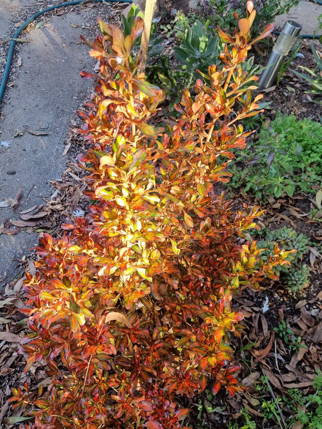 Solve Coprosma "Pacific Sunset" jigsaw puzzle online with 165 pieces