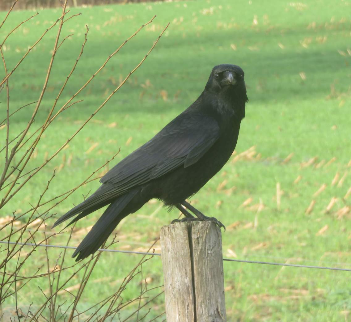 Solve Crow jigsaw puzzle online with 25 pieces