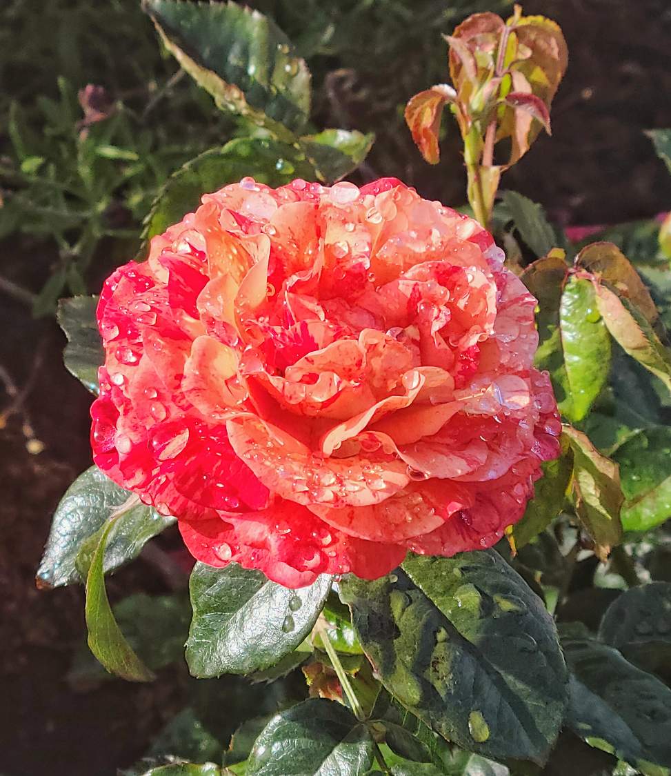 Solve Big Mottled Rose with Drops jigsaw puzzle online with 30 pieces