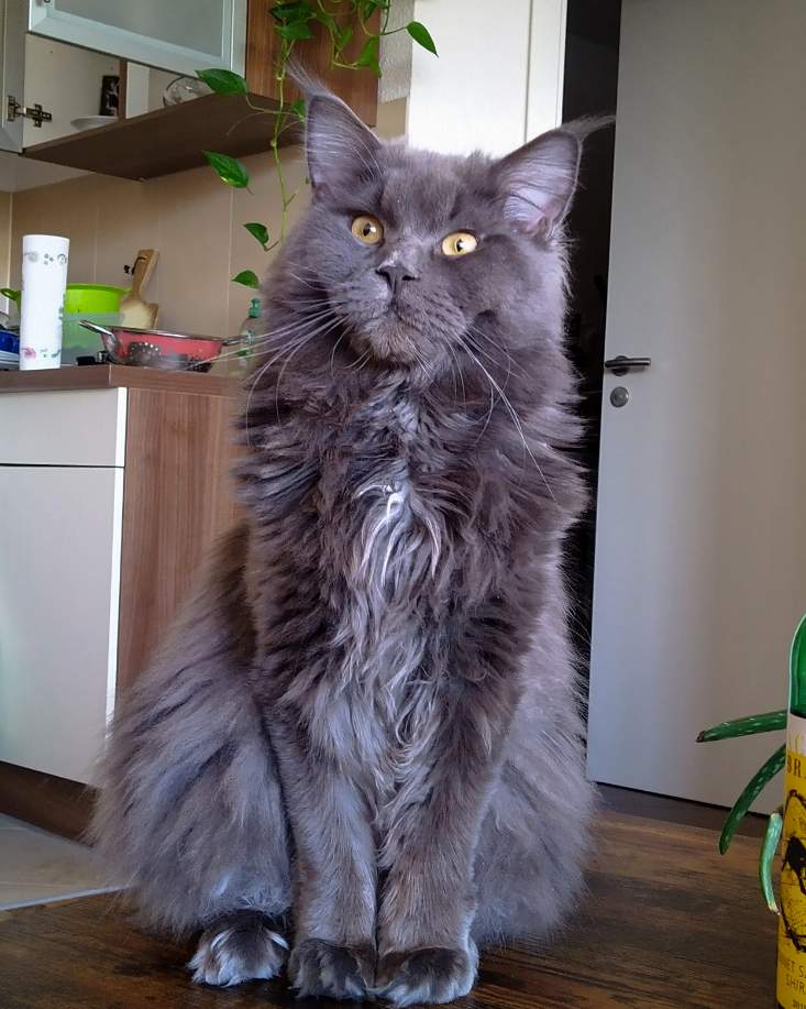 Solve Confusing Perspective #2 (Giant cat) jigsaw puzzle online with 12 pieces