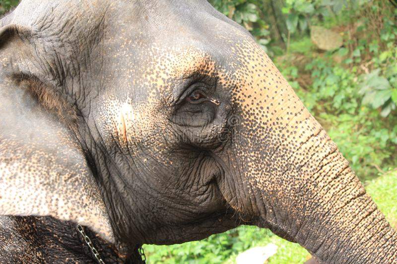 Solve Elephant jigsaw puzzle online with 70 pieces