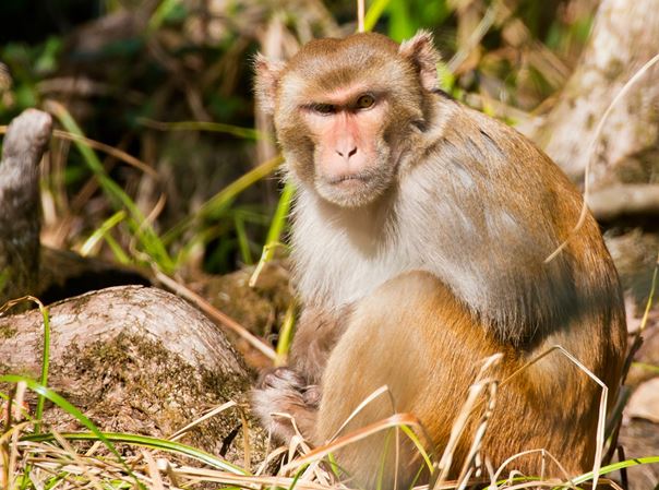 Solve CaptThere’s an island full of wild monkeys off the coast of South ...