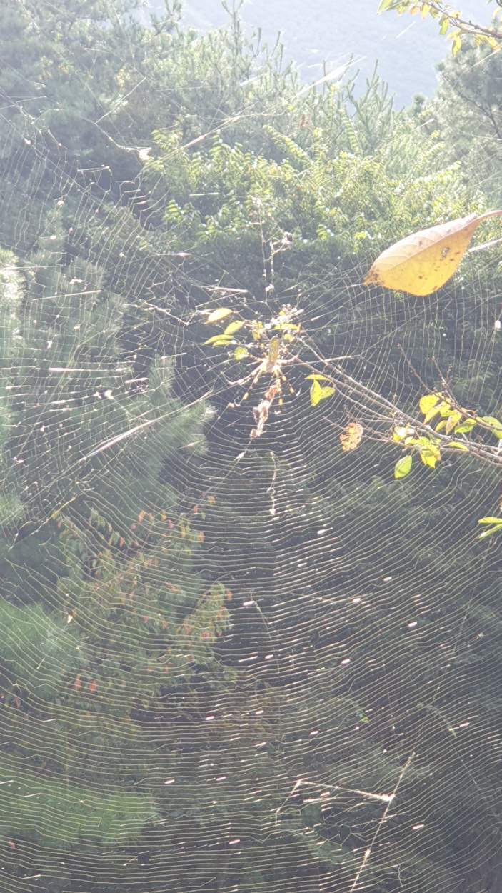 Solve spider jigsaw puzzle online with 60 pieces