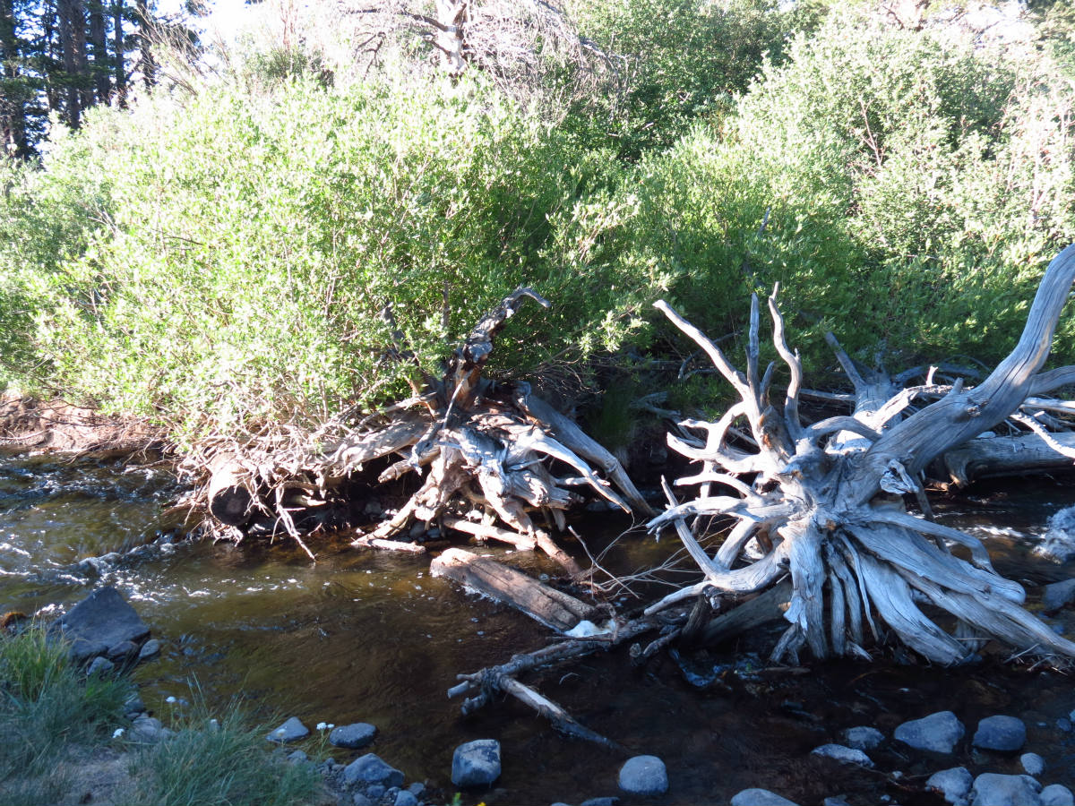 Solve Tree Roots at Rock Creek. jigsaw puzzle online with 63 pieces