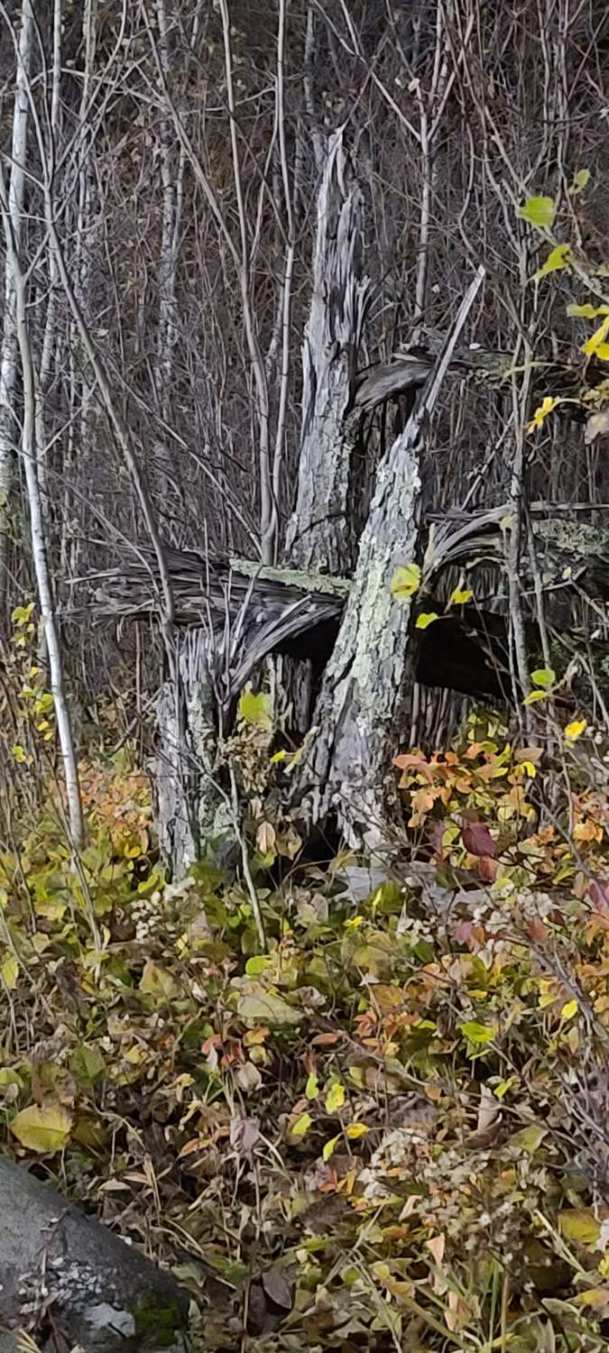 Solve Old broken down tree jigsaw puzzle online with 180 pieces