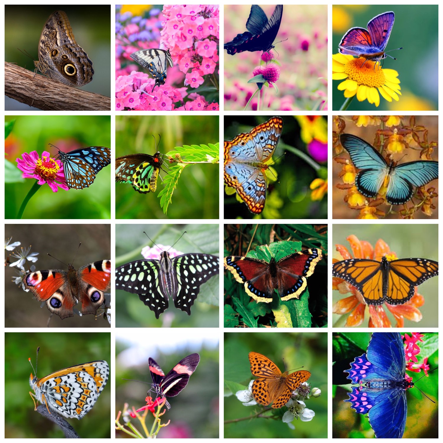 Solve Butterfly Grid jigsaw puzzle online with 361 pieces
