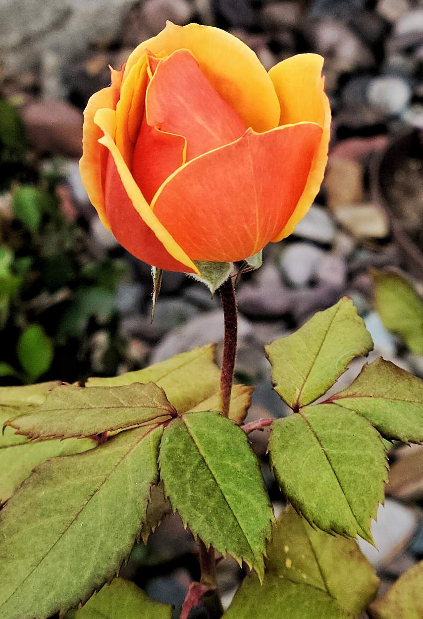 Solve Opening Rose jigsaw puzzle online with 70 pieces