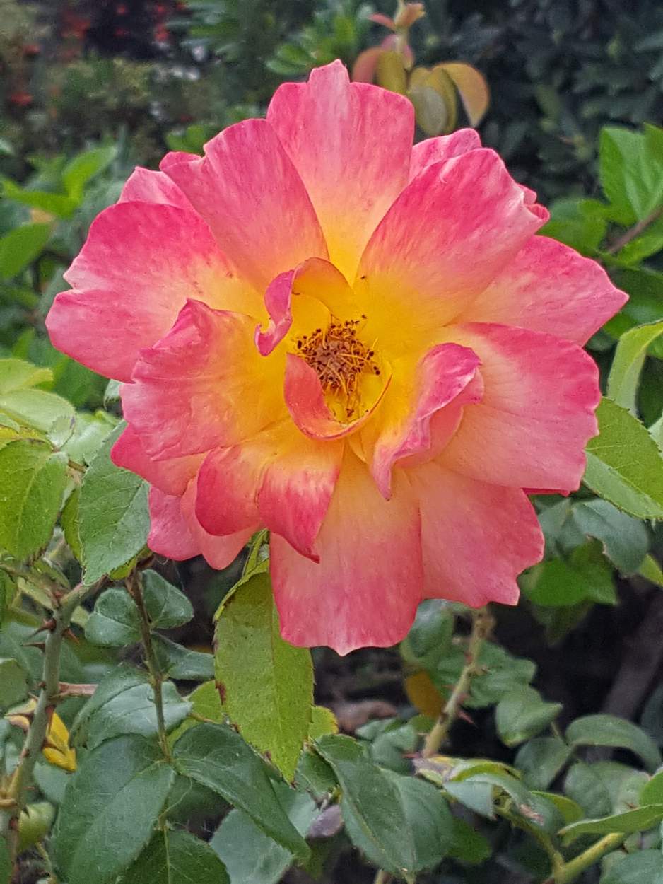 Solve Delicate Rose Blossom jigsaw puzzle online with 80 pieces