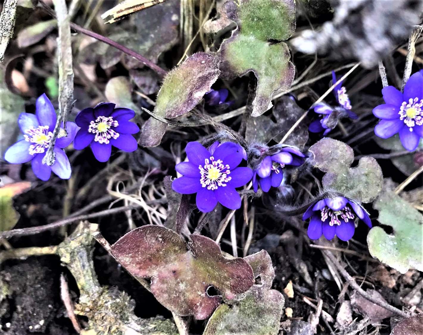 Solve Jaro - Spring jigsaw puzzle online with 63 pieces