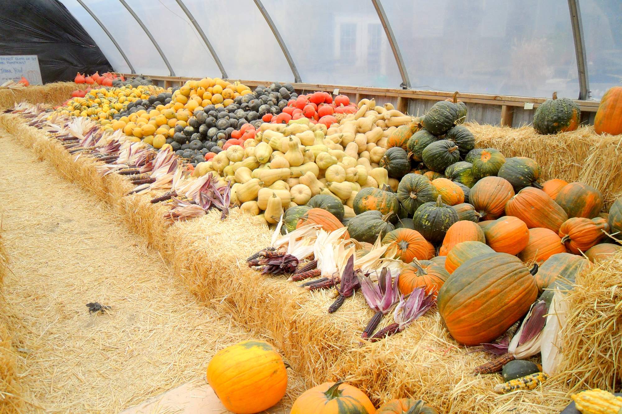 Solve Squash Display jigsaw puzzle online with 345 pieces