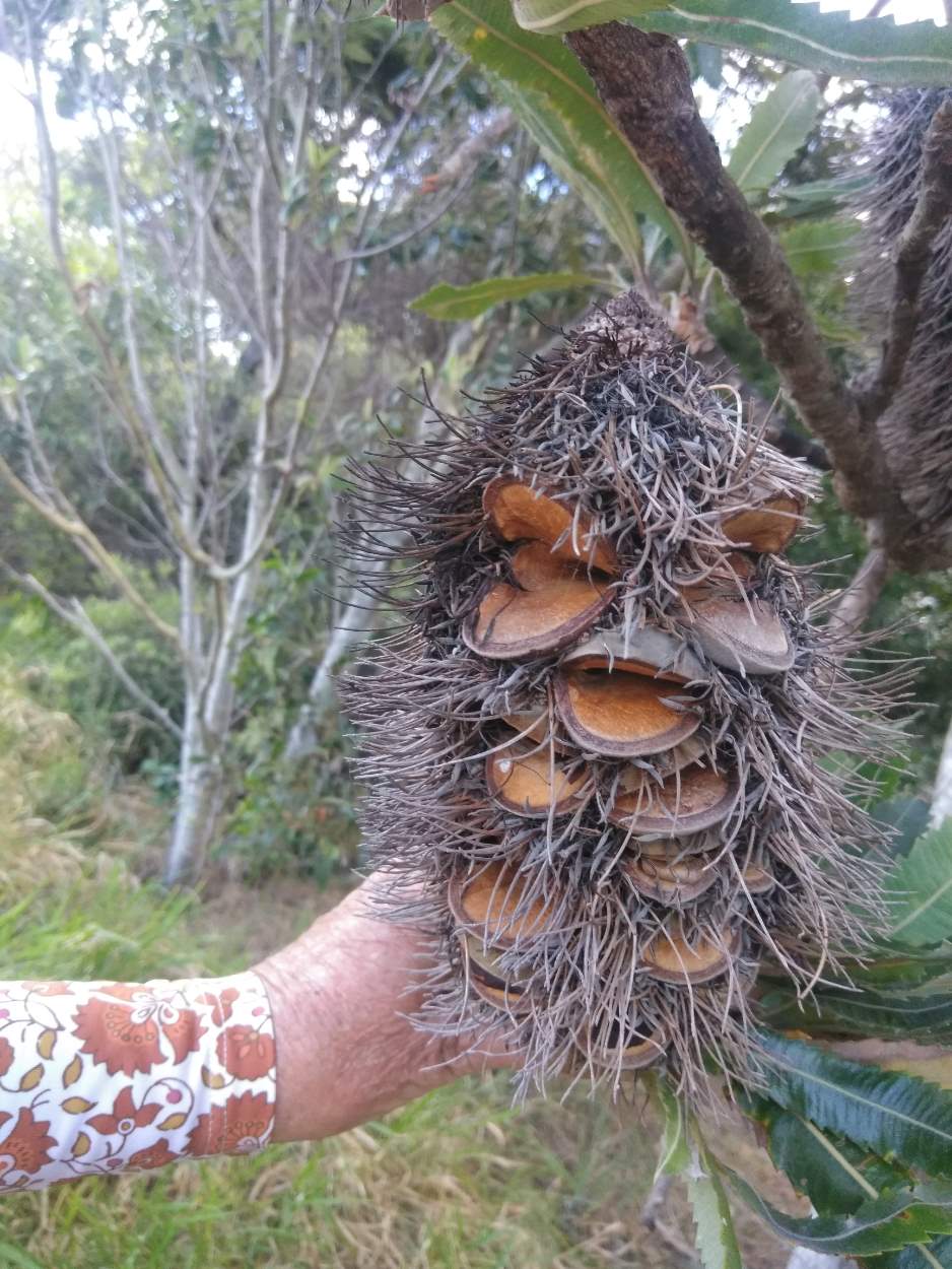 Solve Mr Banksia Man jigsaw puzzle online with 80 pieces