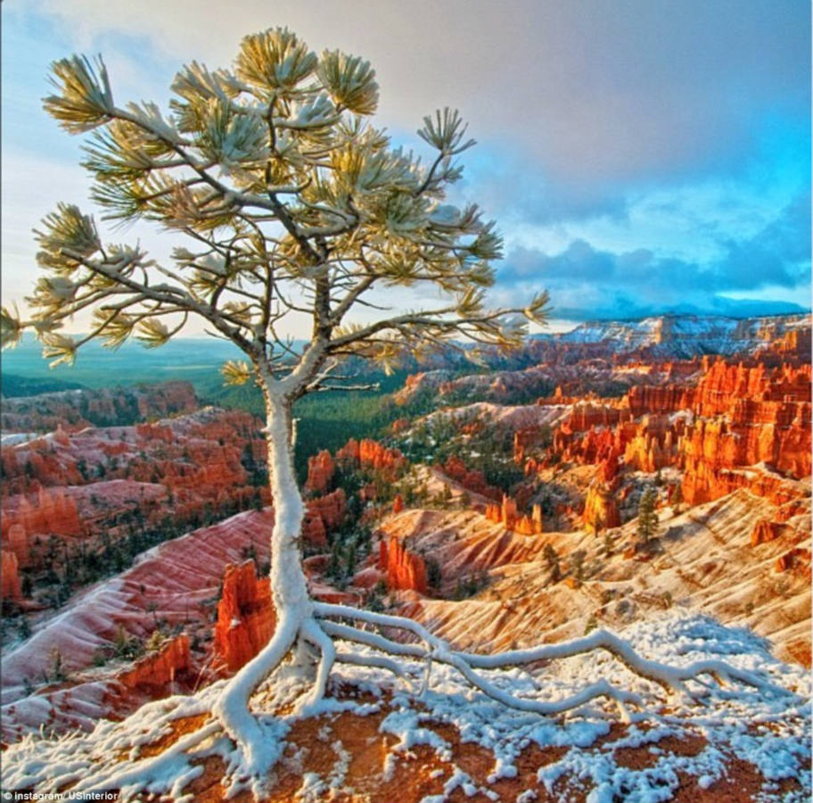 Solve Bryce Canyon National Park Utah jigsaw puzzle online with 81 pieces