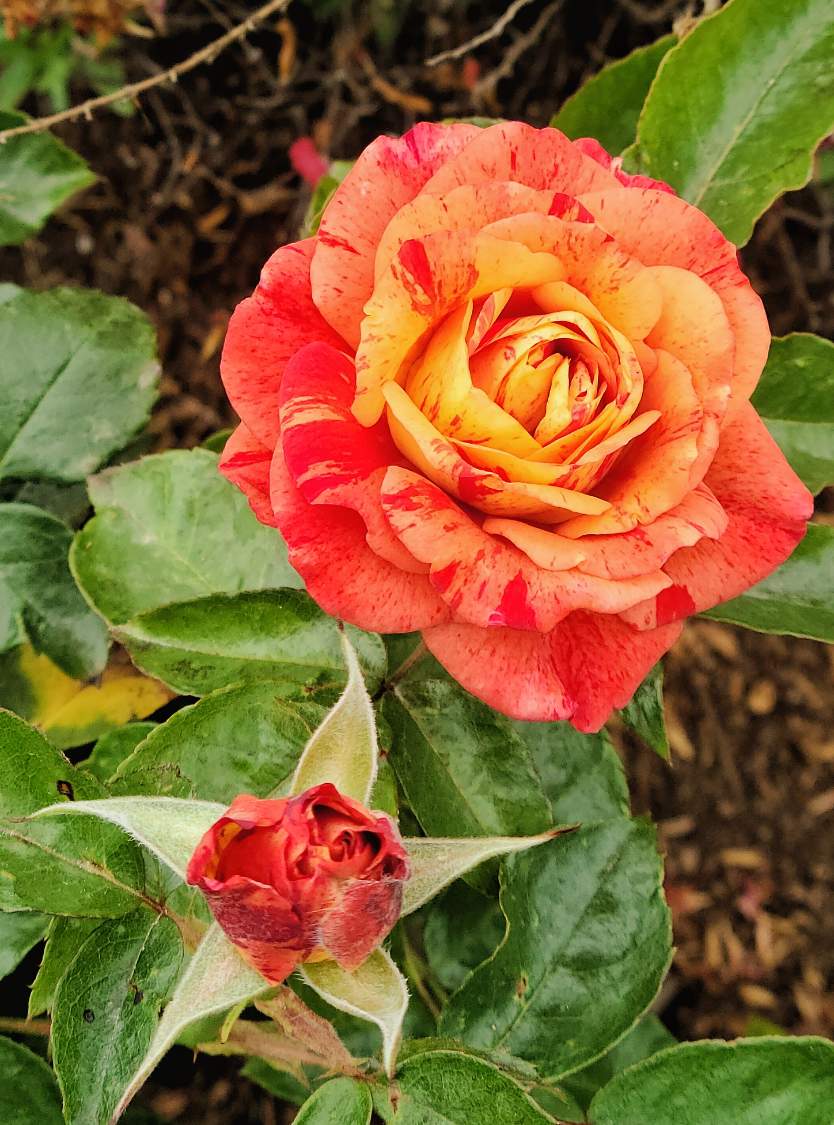 Solve Mottled Rose and Bud jigsaw puzzle online with 35 pieces