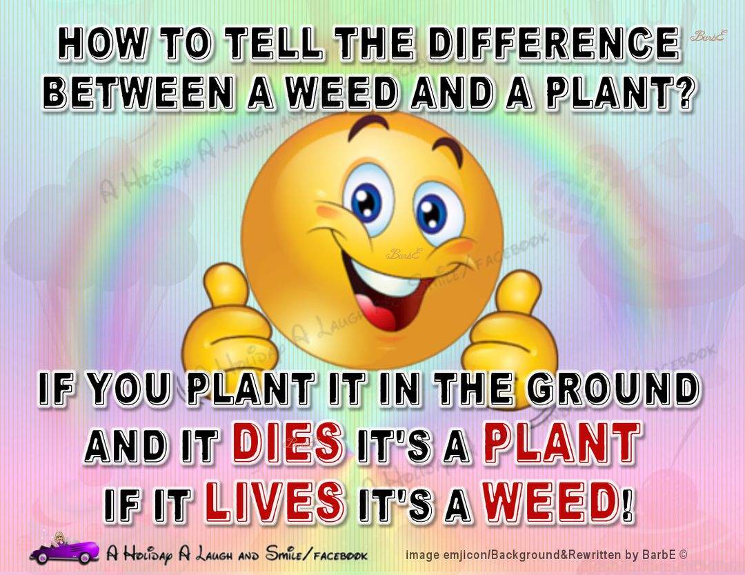 Solve Plant or Weed? jigsaw puzzle online with 35 pieces