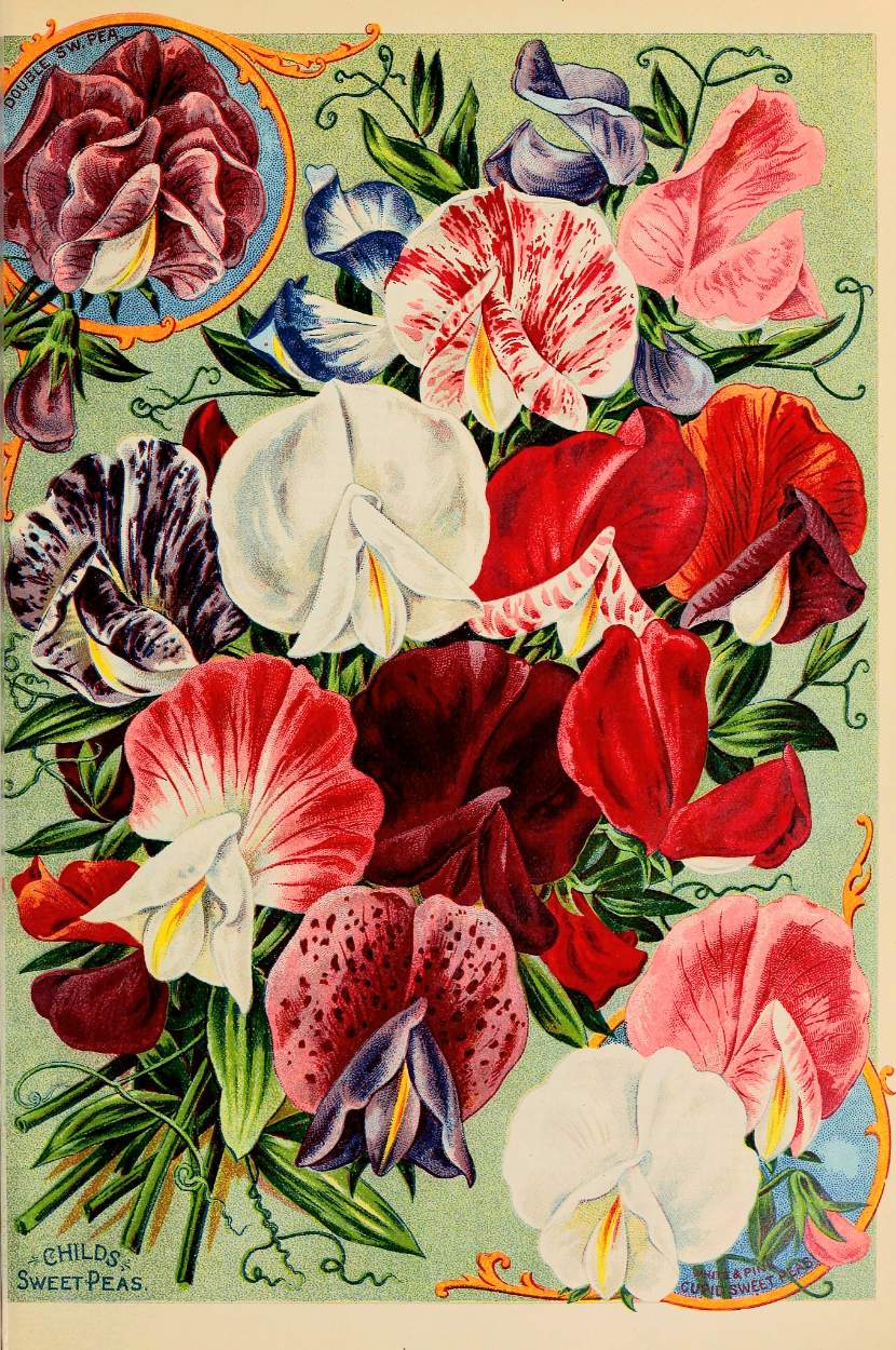 Solve Sweet Peas jigsaw puzzle online with 70 pieces