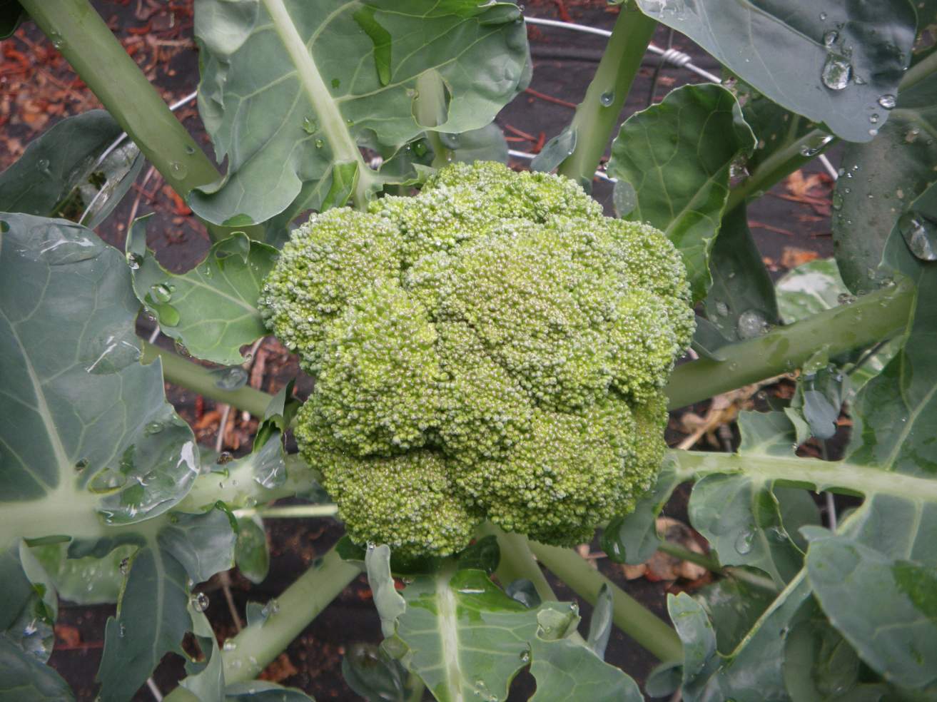 Solve The last broccoli plant jigsaw puzzle online with 30 pieces