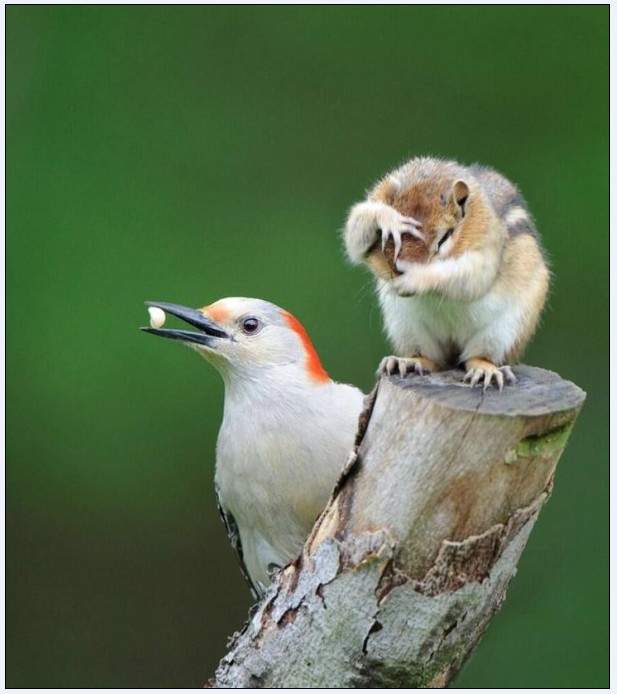 Solve Já nejsem ptáček_I'm not a little bird jigsaw puzzle online with ...