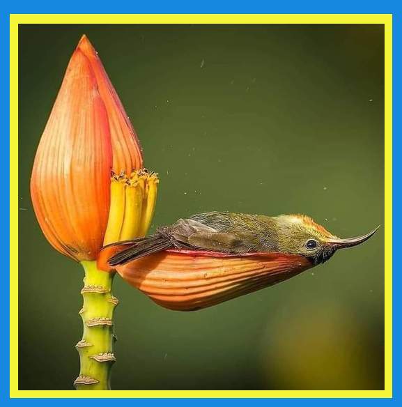 Solve Crimson Sunbird, taking a bath jigsaw puzzle online with 64 pieces